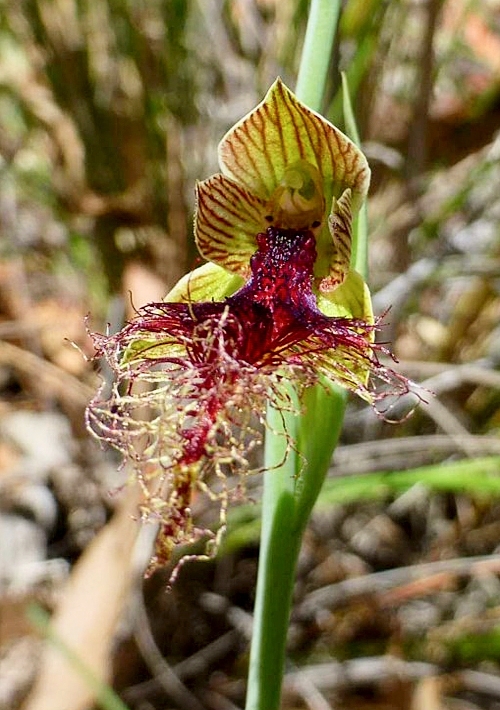 ОРХИДЕЯ Calochilus / Orchidaceae Calochilus