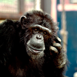 Ŧhe ₵oincidental Ðandy: Fauna Foundation: A Safe Refuge