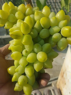 ini 20 varian yang paling recommended untuk skala pemula... jangan baca ...