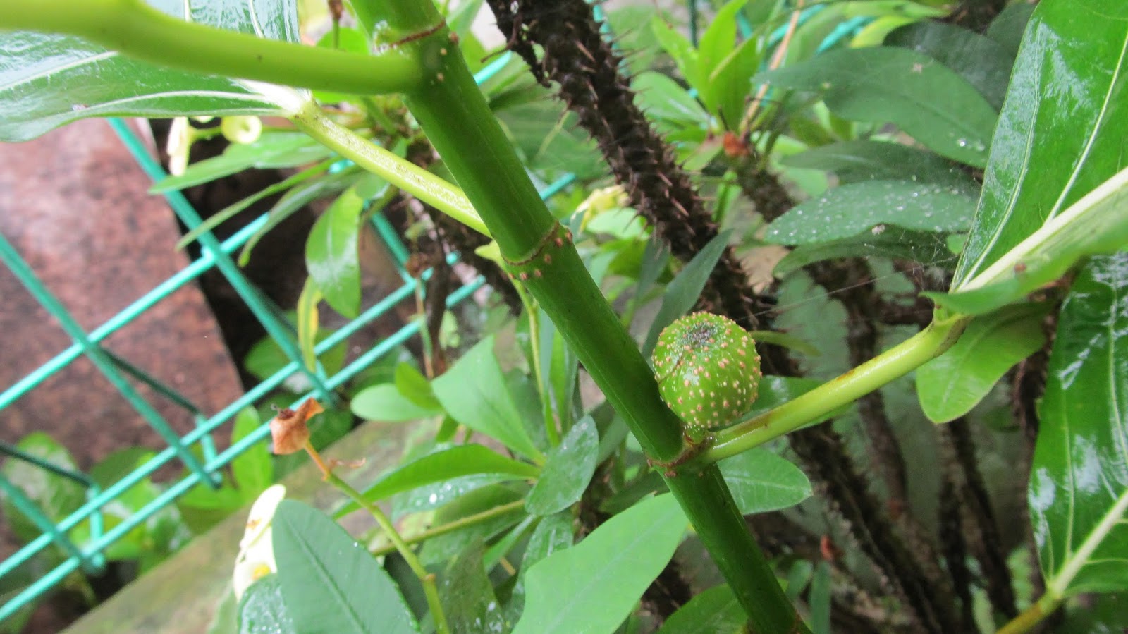 Manfaat Awar-awar - LIFE IS A GIFT