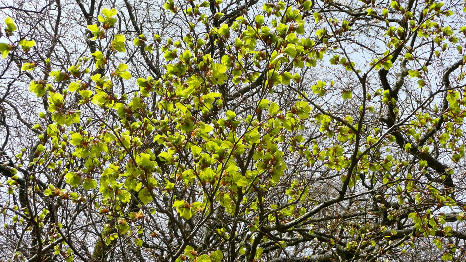 Leading Light: Bud Burst