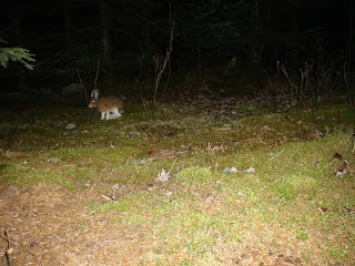 Remote Captures: Snowshoe Hare changing color with the season