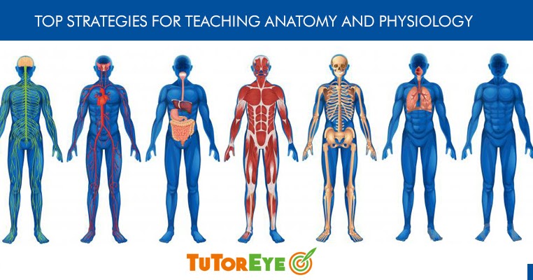 Top Strategies For Teaching Anatomy and Physiology