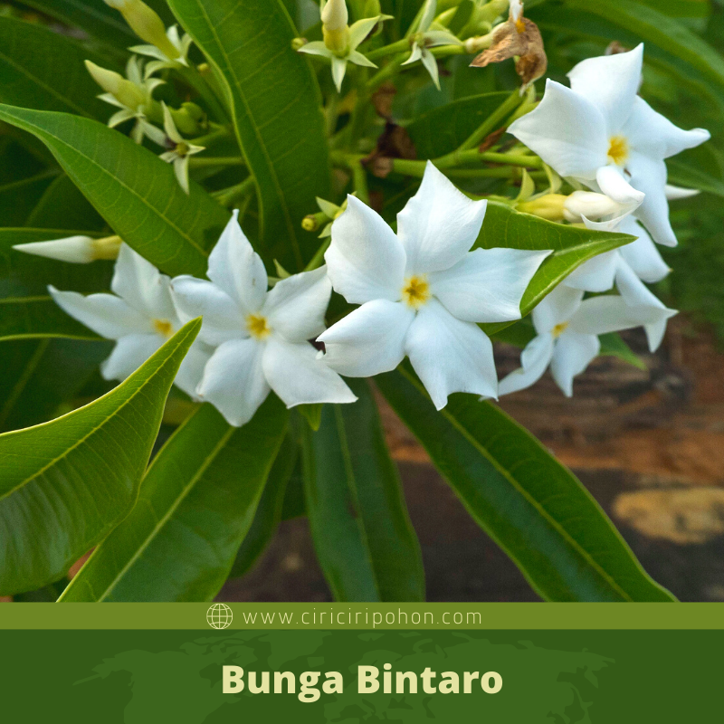 Ciri Ciri Pohon Bintaro (Cerbera manghas) Di Alam Liar - Ciriciripohon.com