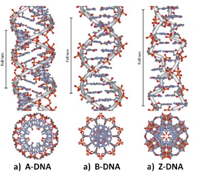 Catatan prestasi Guru Biologi: 17 PERBEDAAN ANTARA DNA DAN RNA