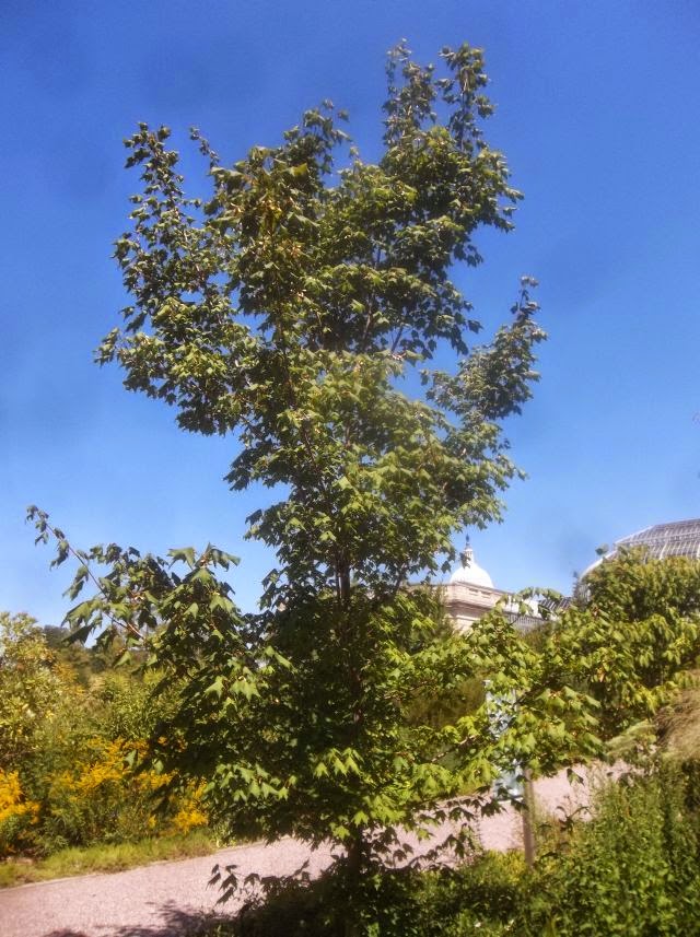 Future Plants by Randy Stewart: MAPLES - The Native Ones