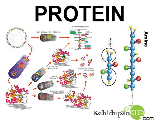 Fungsi Protein, Pengertian Dan Contoh Protein | Amino Esensia, Asam ...