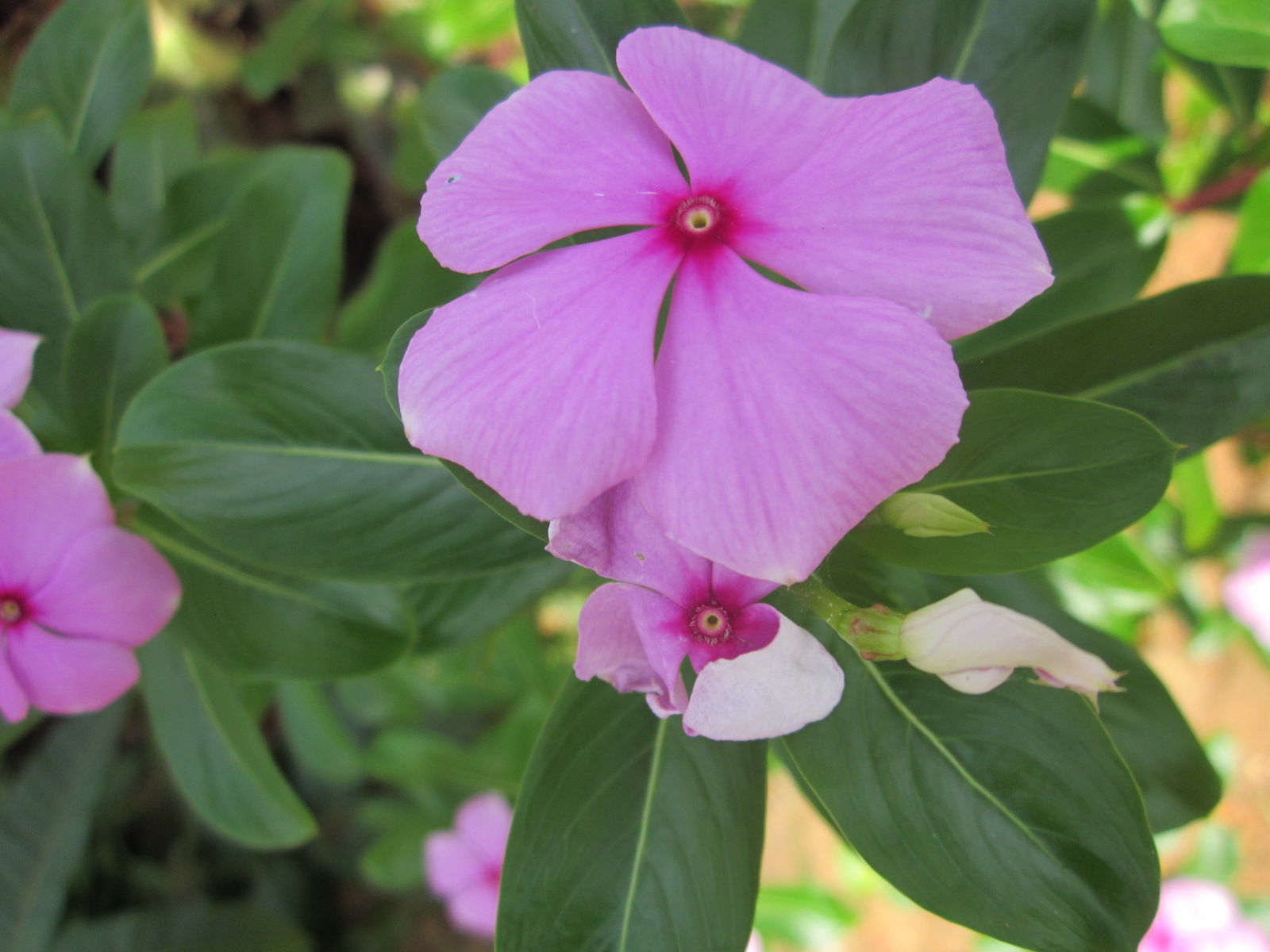 Shavam Nari Poo (Vinca) | KERALA NATURE AND AYURVEDA