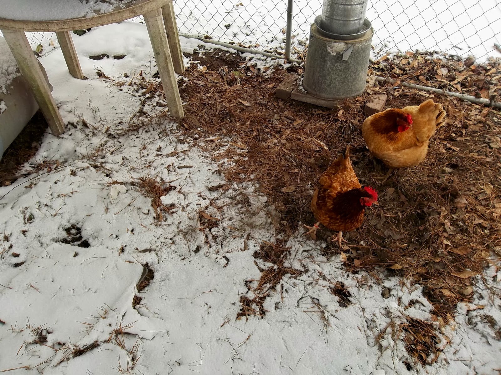 PRACTICAL PARSIMONY: Ghost Chicken