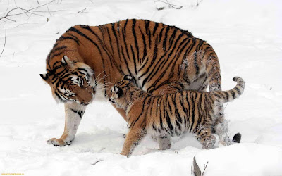 Amber's Conservation Effort: Siberian Tiger