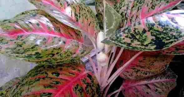 31+ Foto Bunga Aglonema - Gambar Bunga Indah