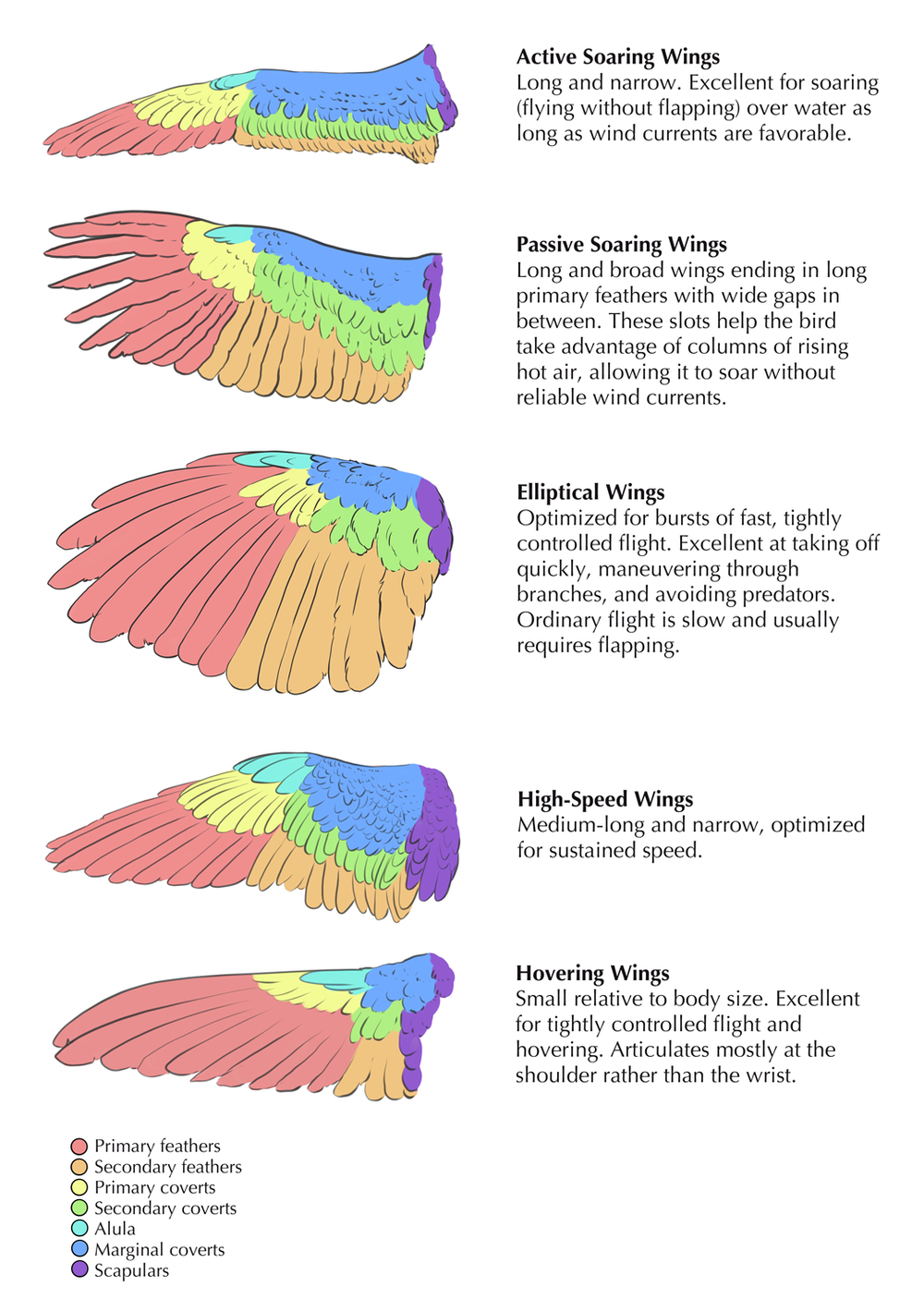 Karmannye's Wildlife Diaries: The Anatomy of Aviation