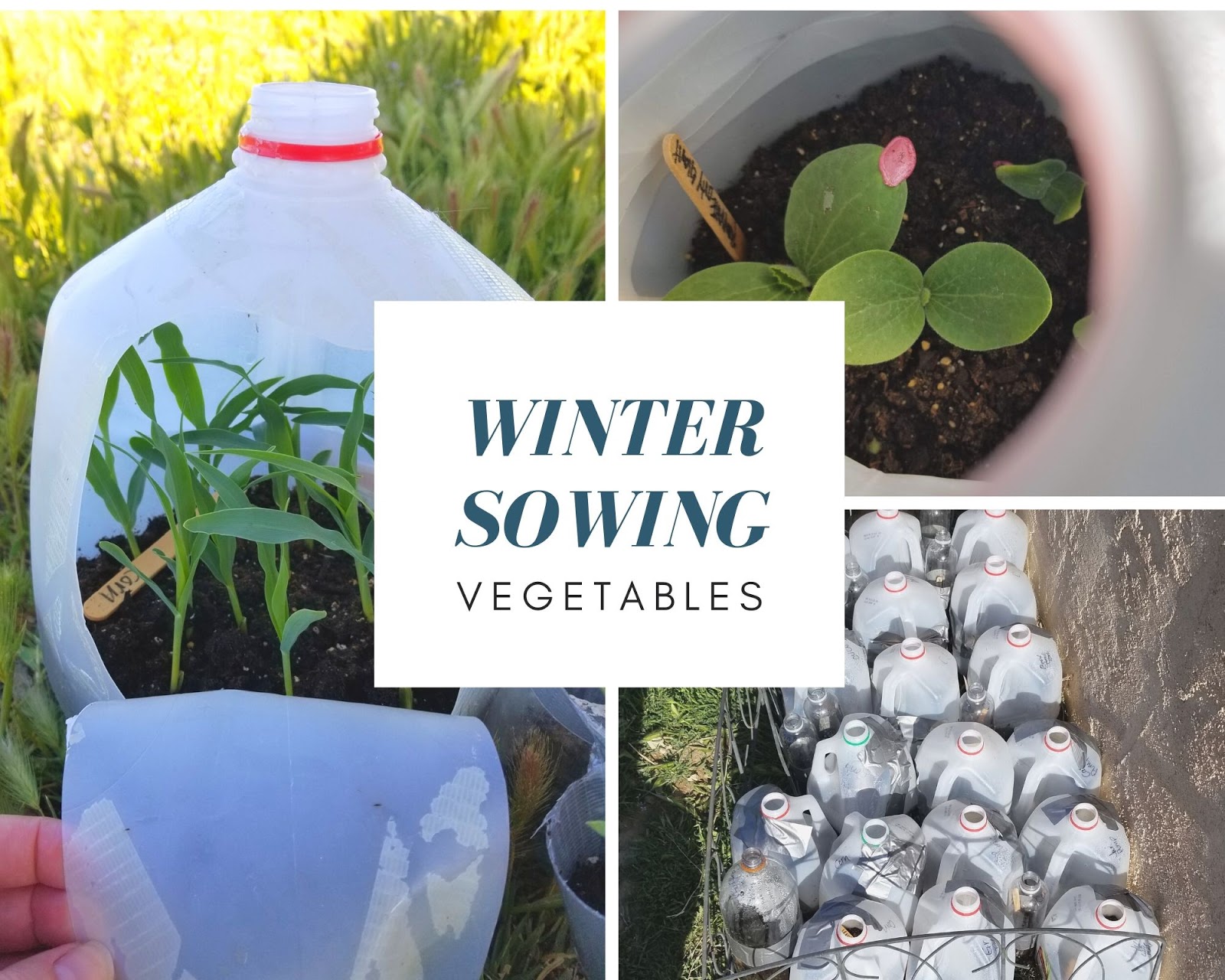 Winter Sowing A Vegetable Garden
