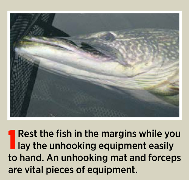 How Safely Unhook A Pike
