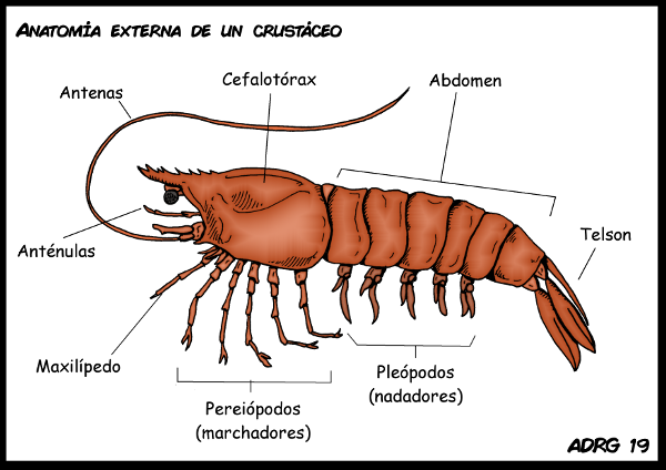 Cajón de Ciencias: Un poco de anatomía...