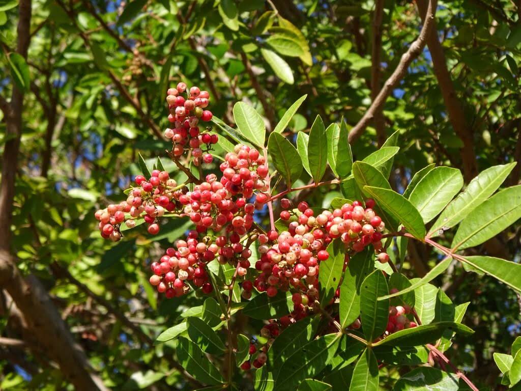 Divagar entre FLORES - ANIMAIS - NATUREZA: 🌹 Aroeira-vermelha (Schinus ...