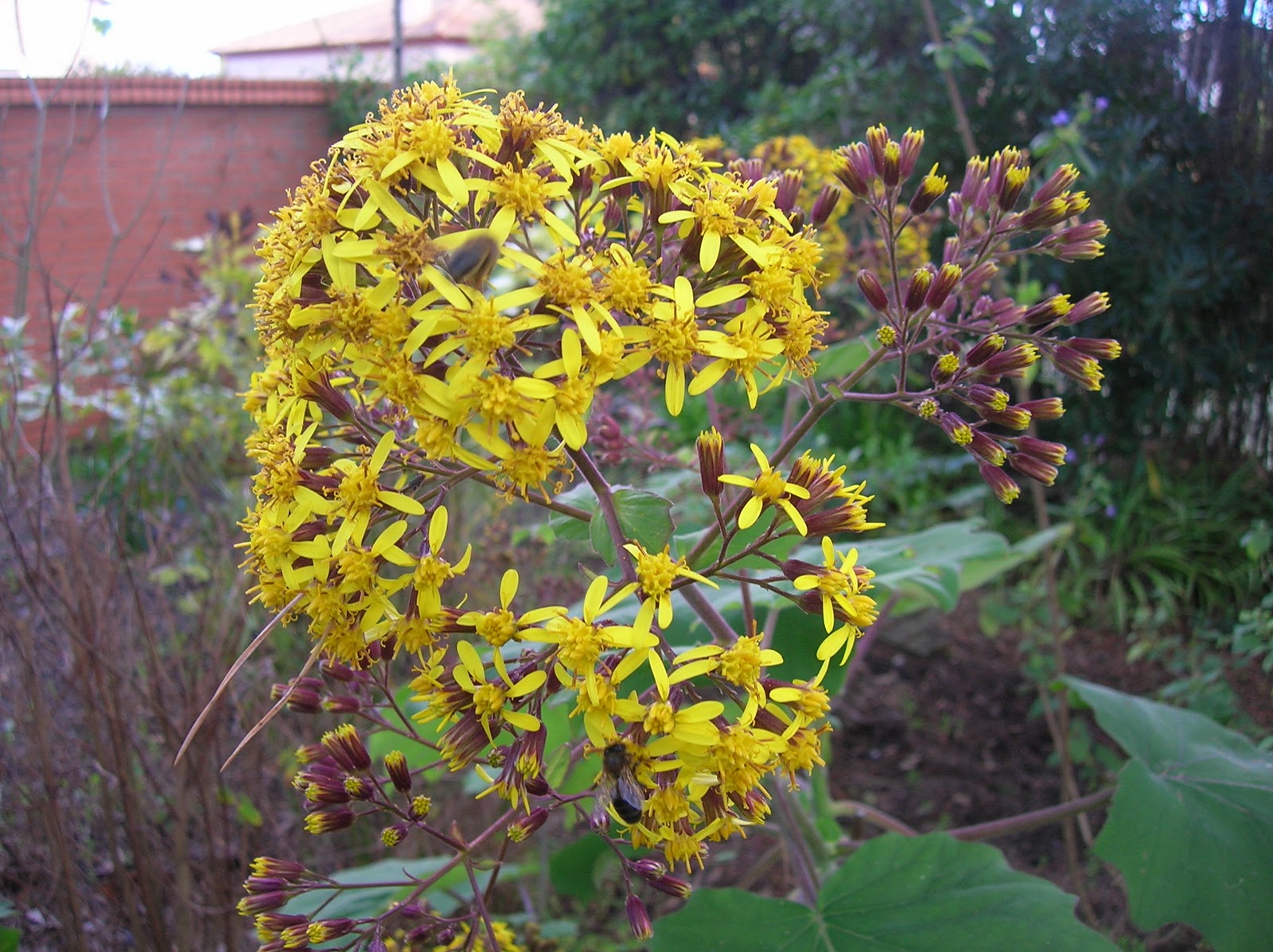 Recregarden: ROLDANA PETASITIS