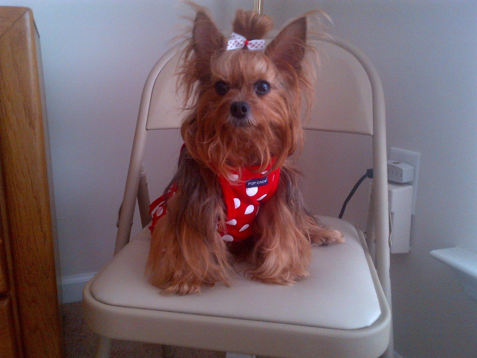Princess Cinderella of Green - The Cutest Yorkie