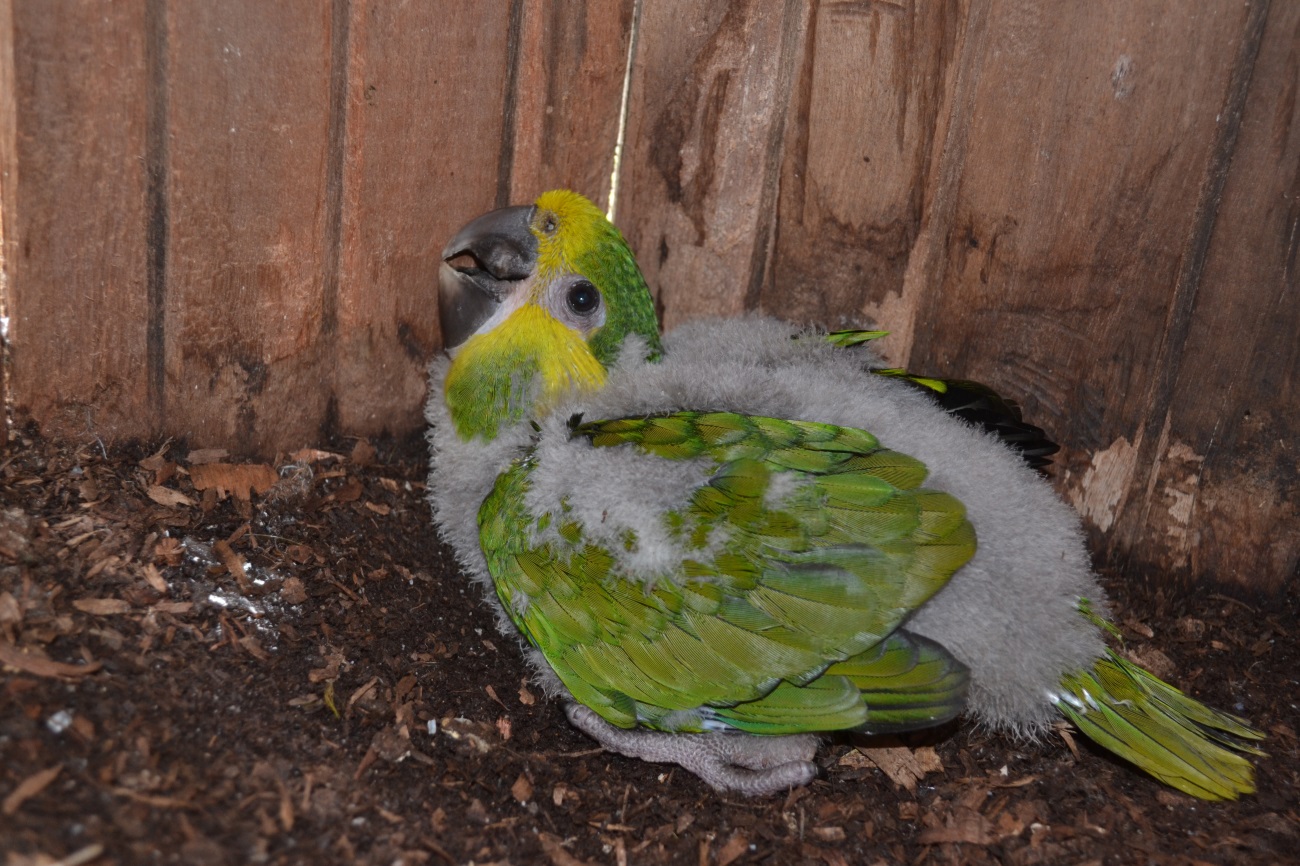 Fundación Probiorinoquía