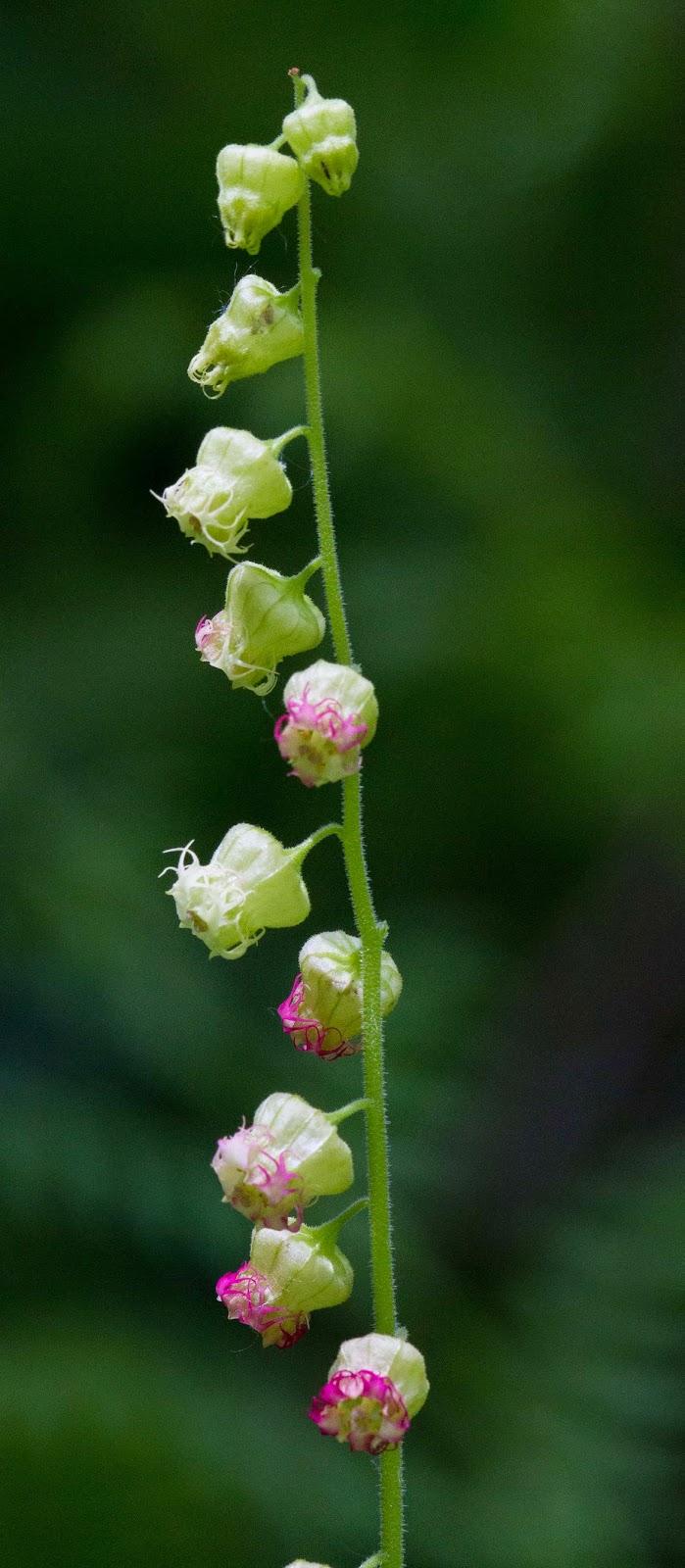 NWflora: Fringe Cup, Tellima grandiflora