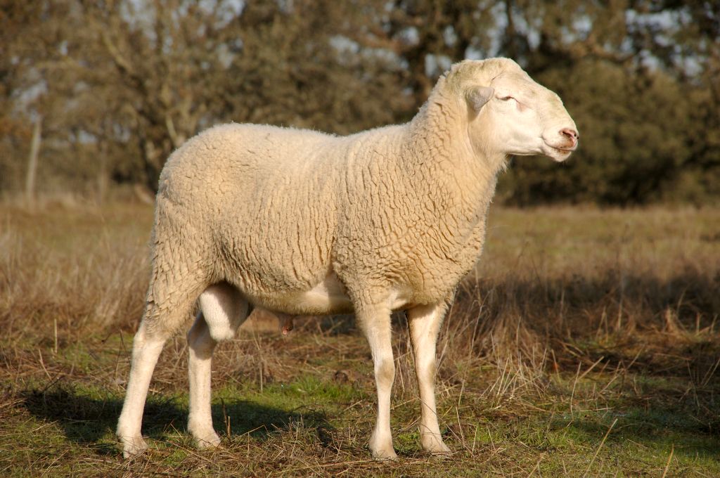 Producción Animal: Animales de granja, clasificación y características.