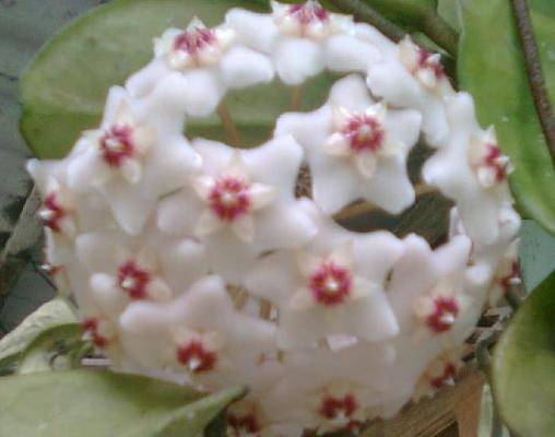 Hoya Plant Information And Image