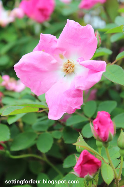 May Flowers - Setting For Four Interiors