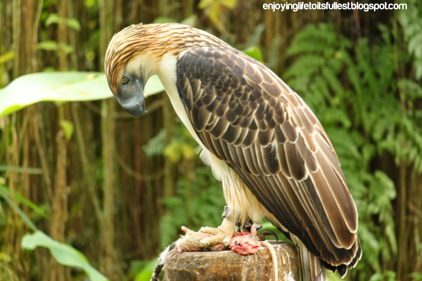 ALventureBlogs: Davao Adventure: The Philippine Eagle: Birds of Prey