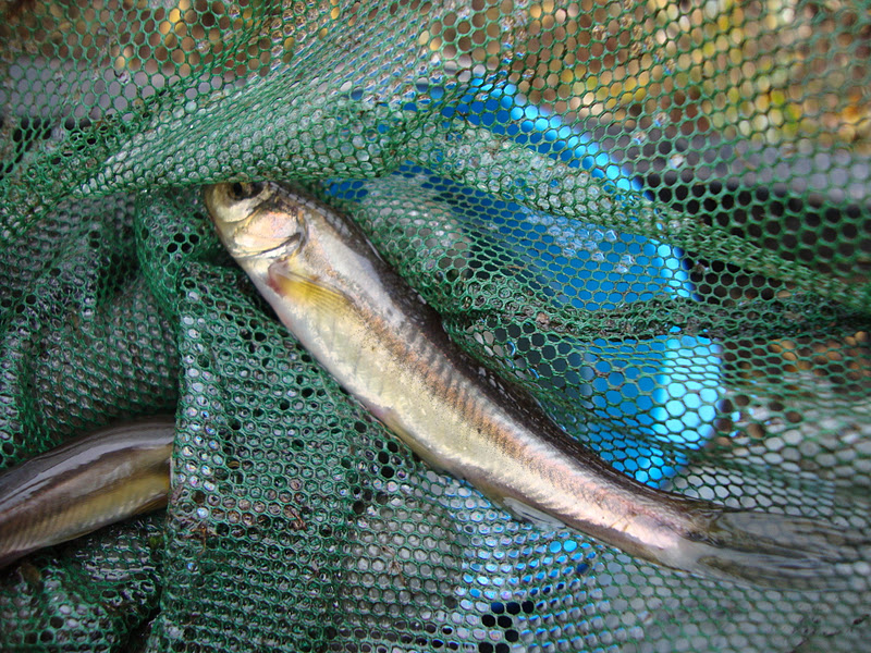 Moshi moshi!: Fort MacKay