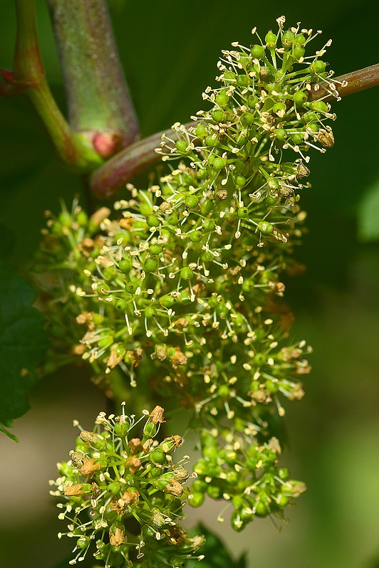 Champagne Henriet-Bazin: Floraison de la Vigne