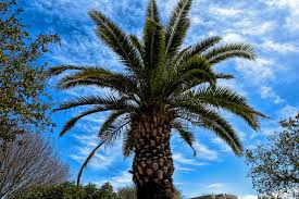 Palm tree uses and benefits ~ India Biography