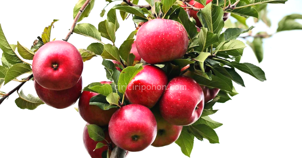 Mengenal Pohon Apel Agar Sukses Menanamnya - Ciriciripohon.com
