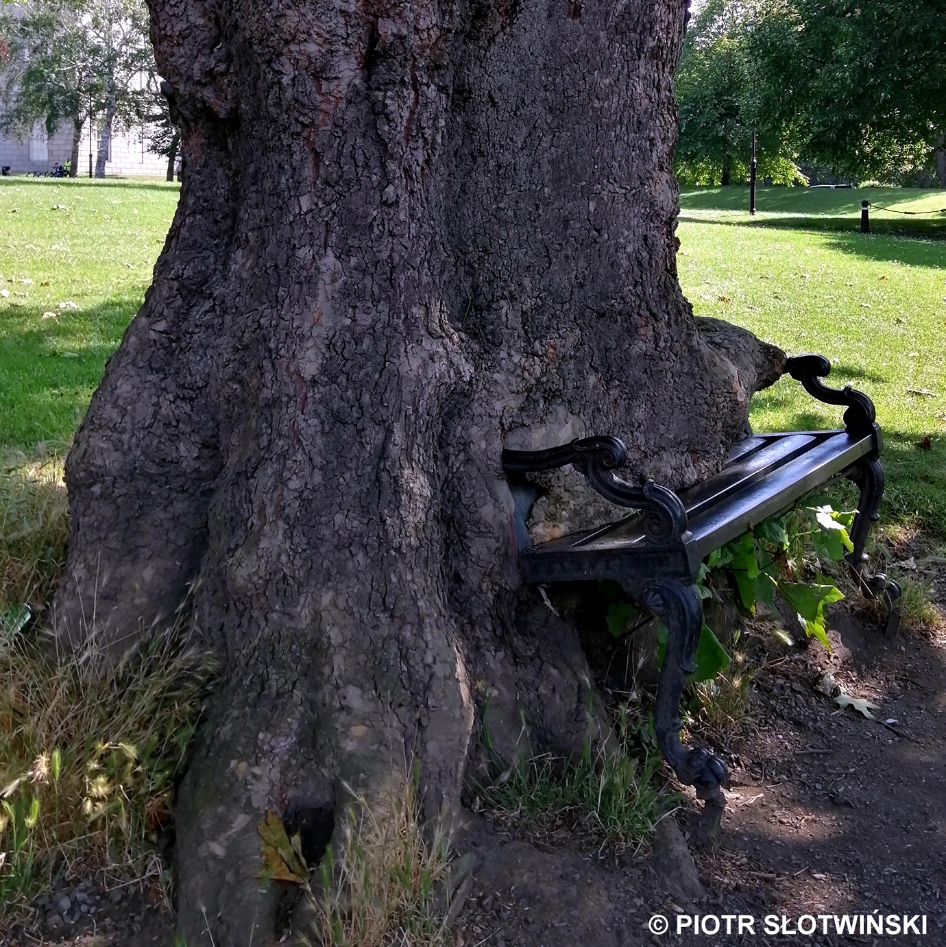 piotrslotwinski.com: Dublin: The Hungry Tree