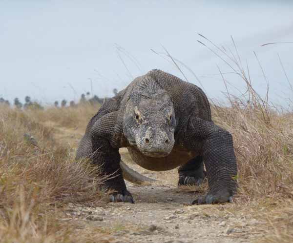 komodo wildlife