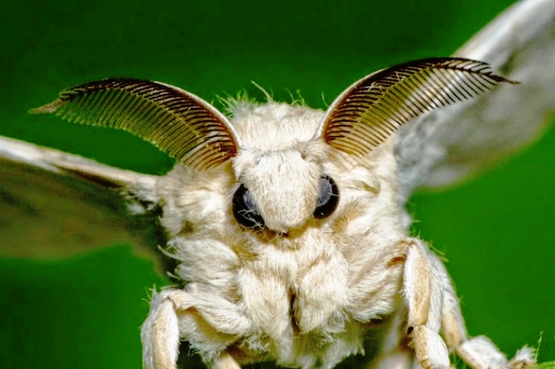 VENEZUELAN POODLE MOTH photos - wallpapers (ανανεωμένο) | the fun bank
