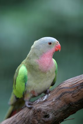 PurerAir.com: Portable Parrot Dander Filter
