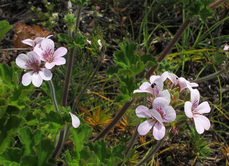 Esperance Wildflowers: Pelargonium australe - Wild Geranium