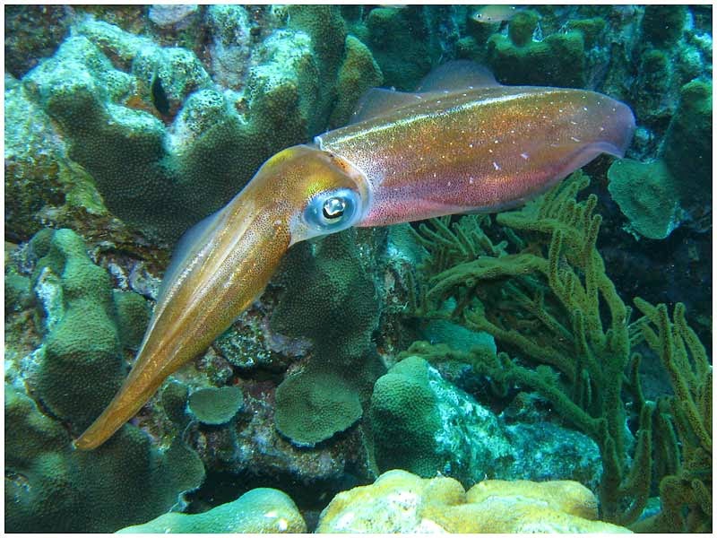 NeuroDojo: Squid nociception helps them beat their predators