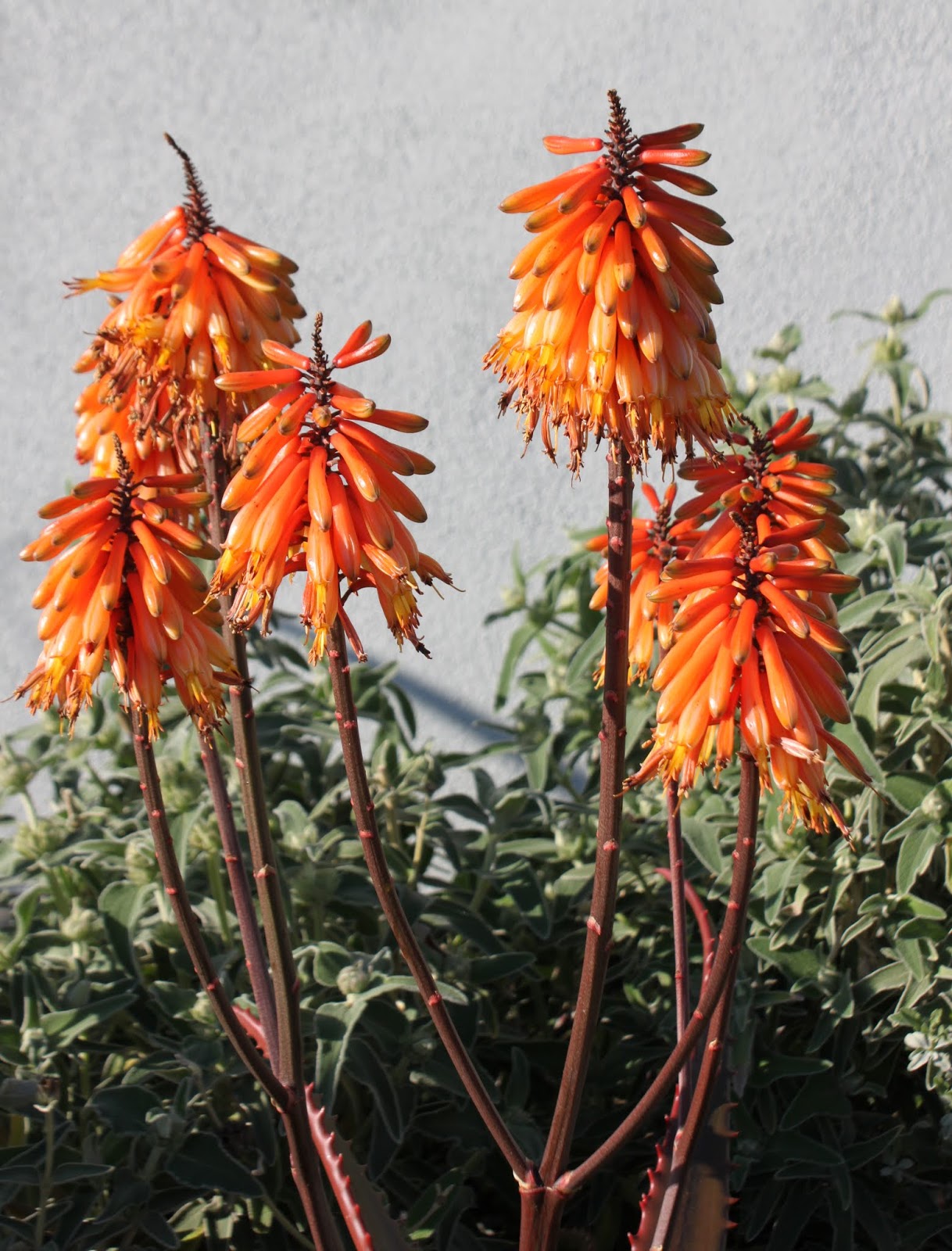 Emerging Fall Aloe Inflorescences