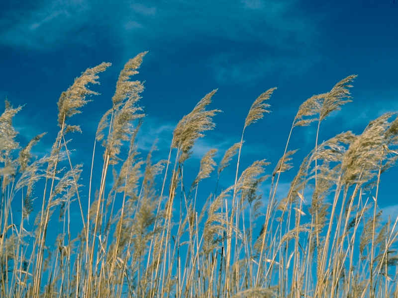 Good Wallpapers - H D Photos: Netural Beauty