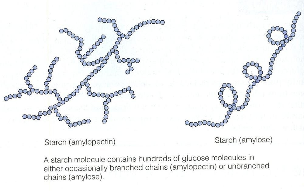 Food Science Notes for 2nd Semester HM students: UNIT 2 - Carbohydrates