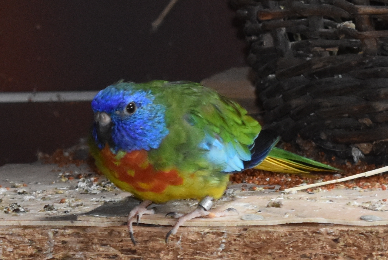 ZOOTOGRAFIANDO (6.100 ANIMALS): PERIQUITO ESPLÉNDIDO / SCARLET-CHESTED ...