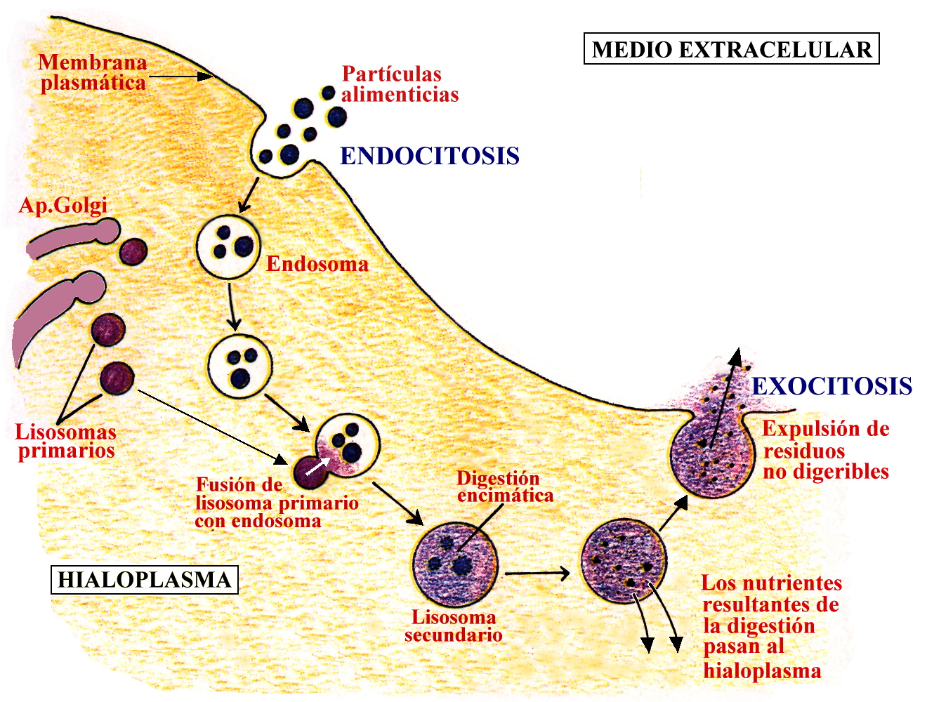 1ºBCNyT Grupo 7.-BIOLOGÍA Y GEOLOGÍA→ Isa y Celia: Lisosomas y ...
