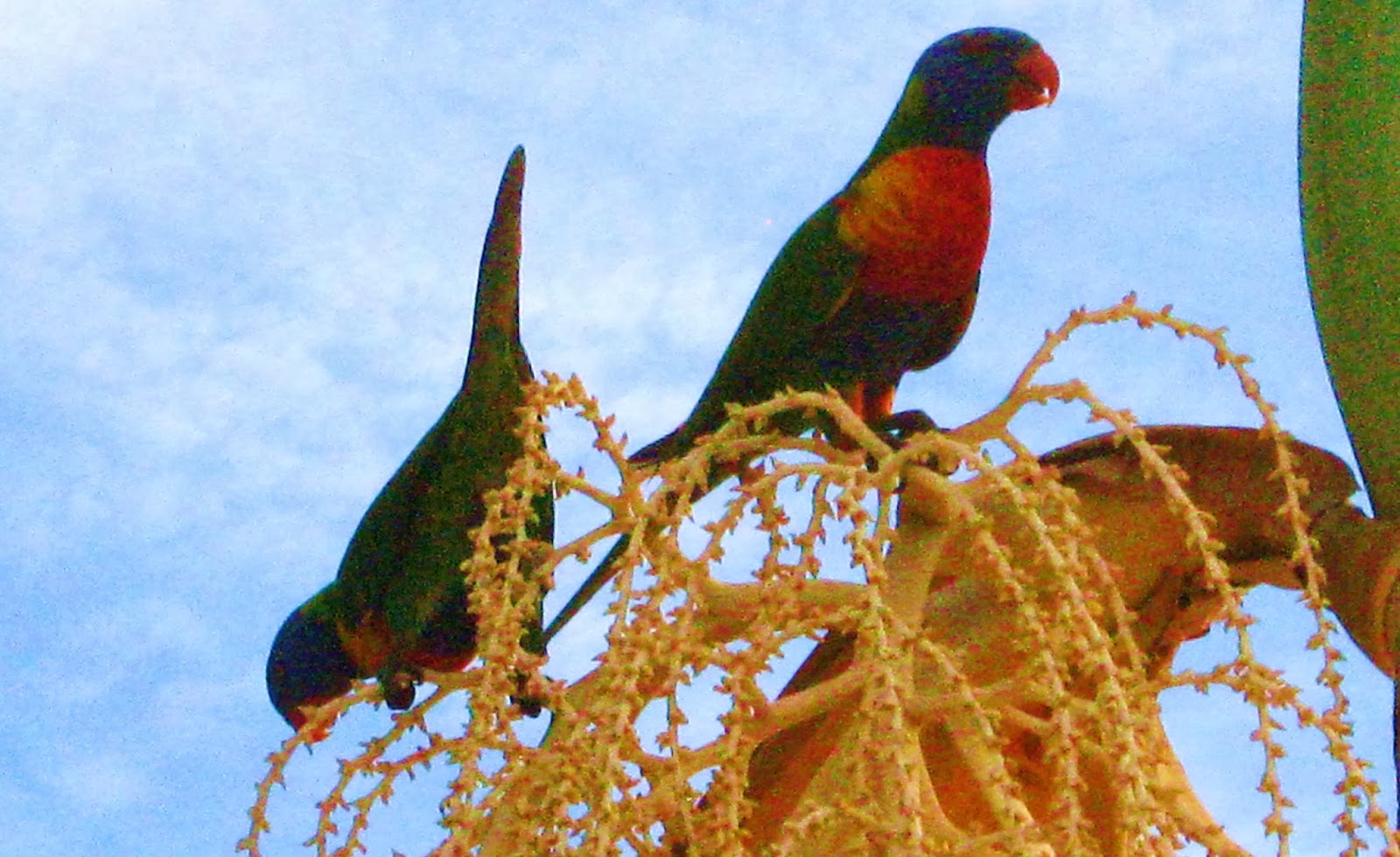 Little Darwin: THE BIRDS AND THE BEES