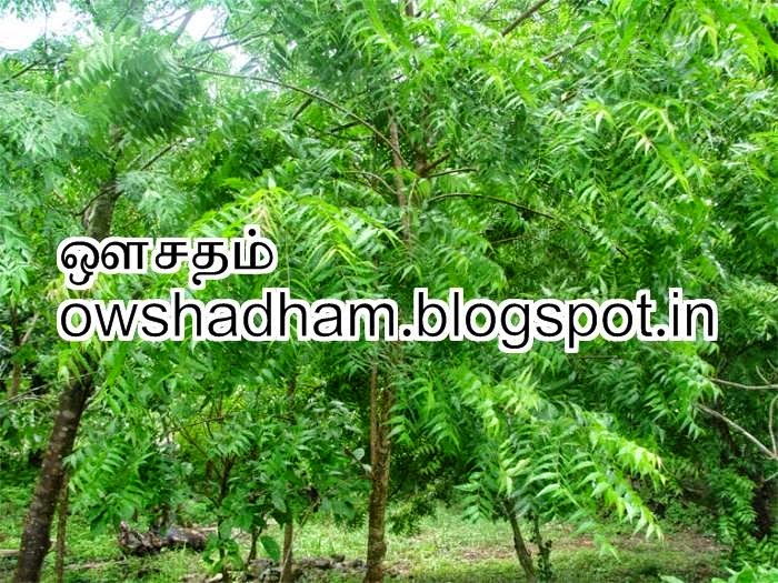 வேப்பம் பூ, காய் மற்றும் வேப்பம்பழம் முக்கிய மருத்துவ பயன்கள் - veapam ...