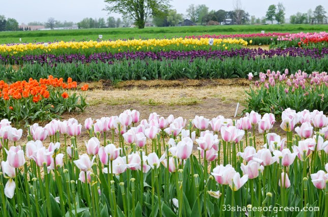 33 Shades of Green: A Walk Through the Tulips