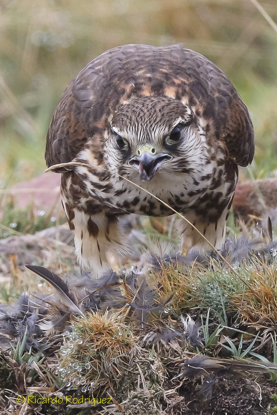Aves Ricardo Rodriguez: Esmerejón (Falco columbarius)