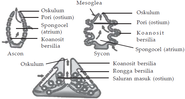 ZOOLOGI INVERTEBRATA BIOLOGI-A: Modul Kelompok 2