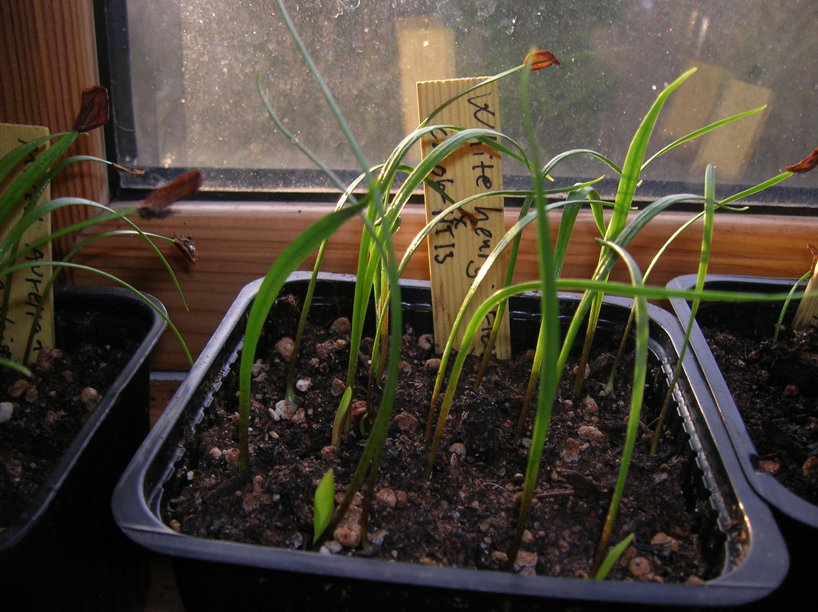 How To Grow Lilies From Seedlings at Walter Graves blog