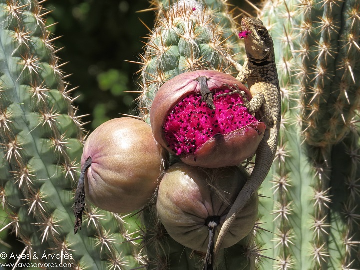 Aves e Árvores: O calango e o Xique-xique